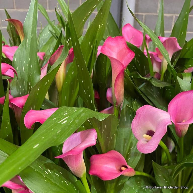 Calla Lily - pink - Bunkers Hill Plant Nursery