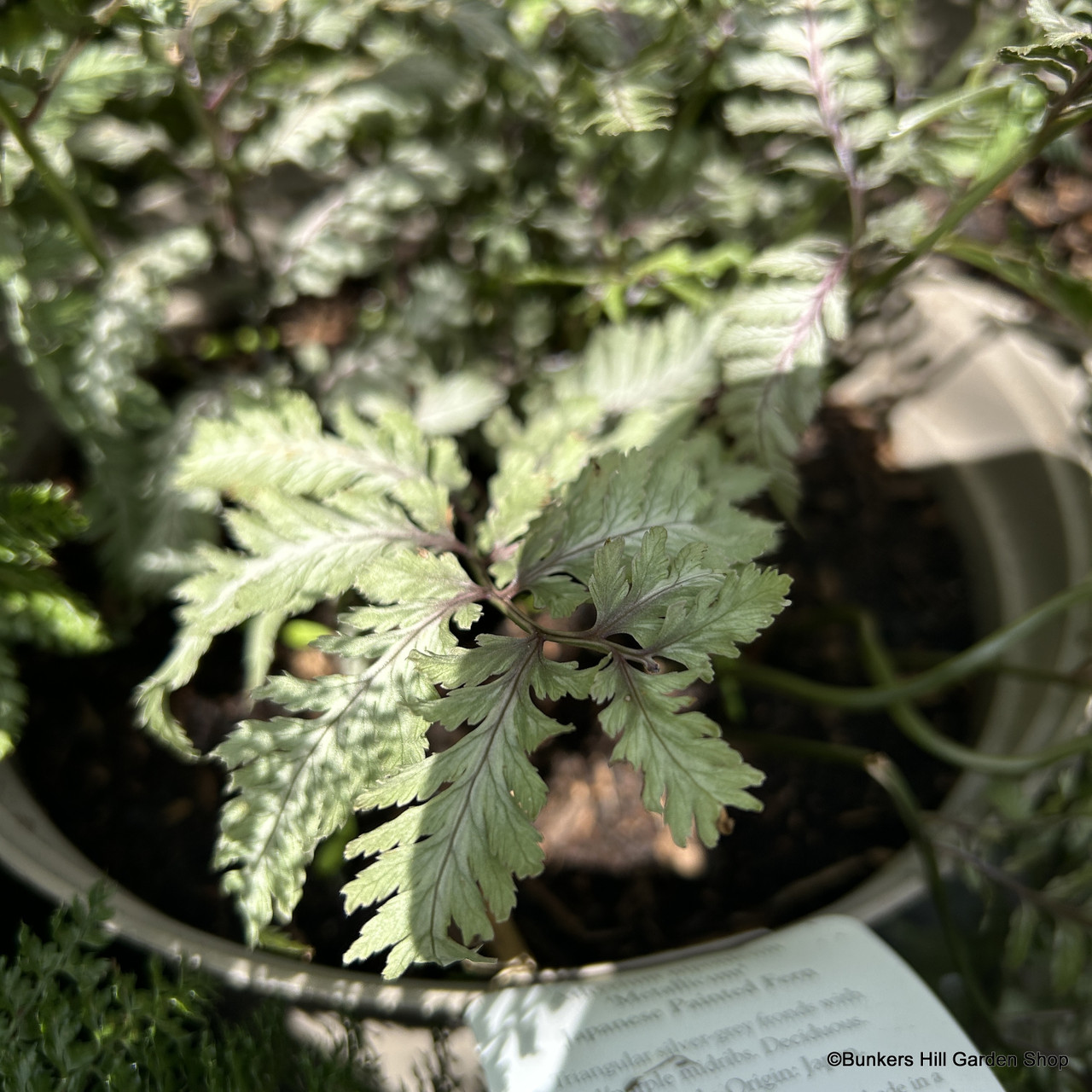 Athyrium niponicum 'Metallicum' 5L - Bunkers Hill Plant Nursery