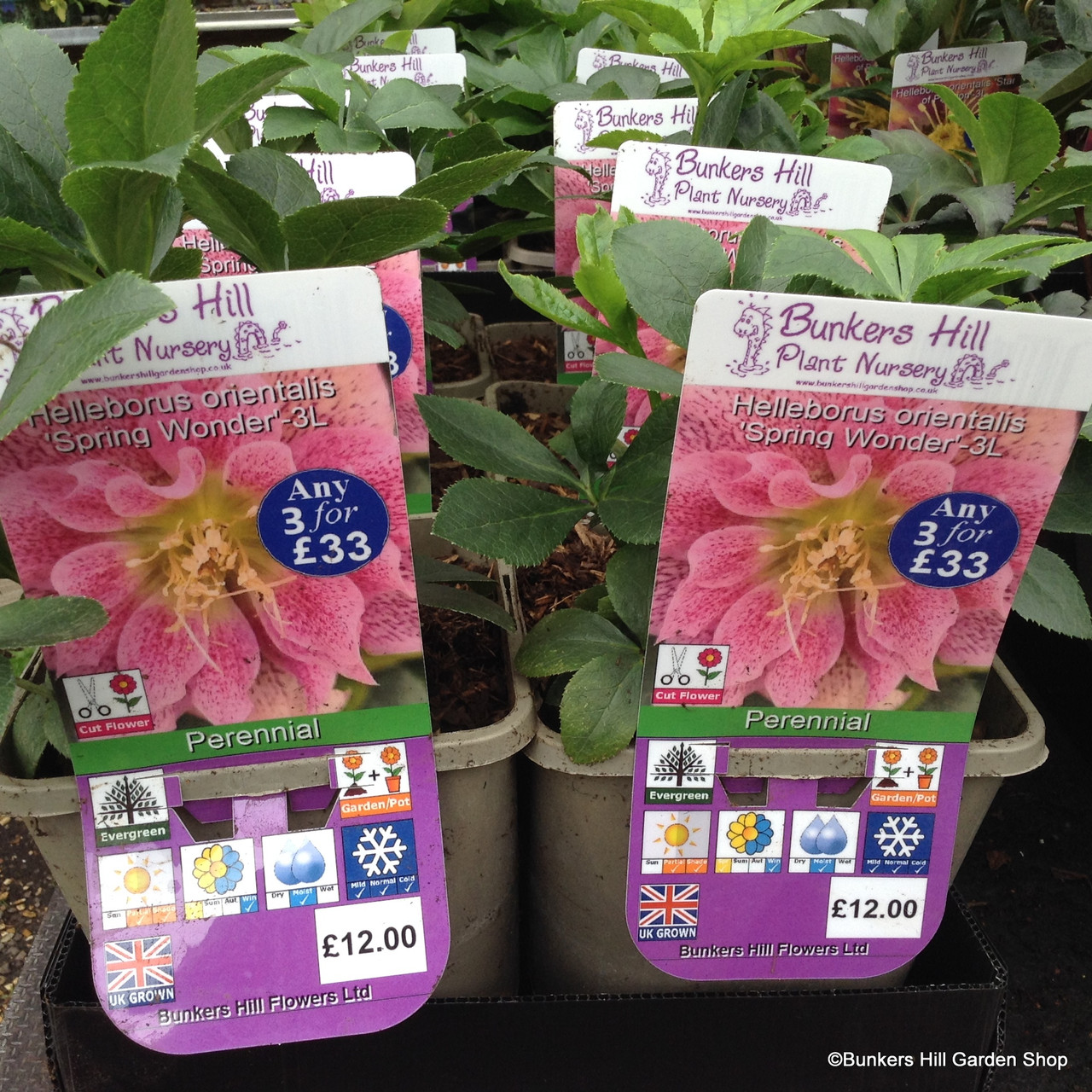 Helleborus orientalis 'Spring Wonder'-3L - Bunkers Hill Plant Nursery