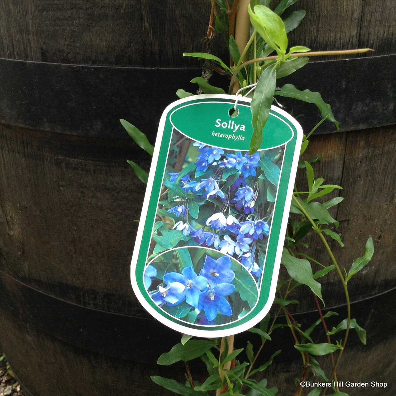 Sollya Heterophylla (Bluebell Creeper) - 2ltr deep - Bunkers Hill Plant ...