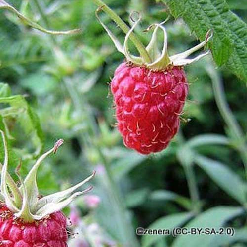 Raspberry 'Malling Jewel' - 3 canes - Bunkers Hill Plant Nursery