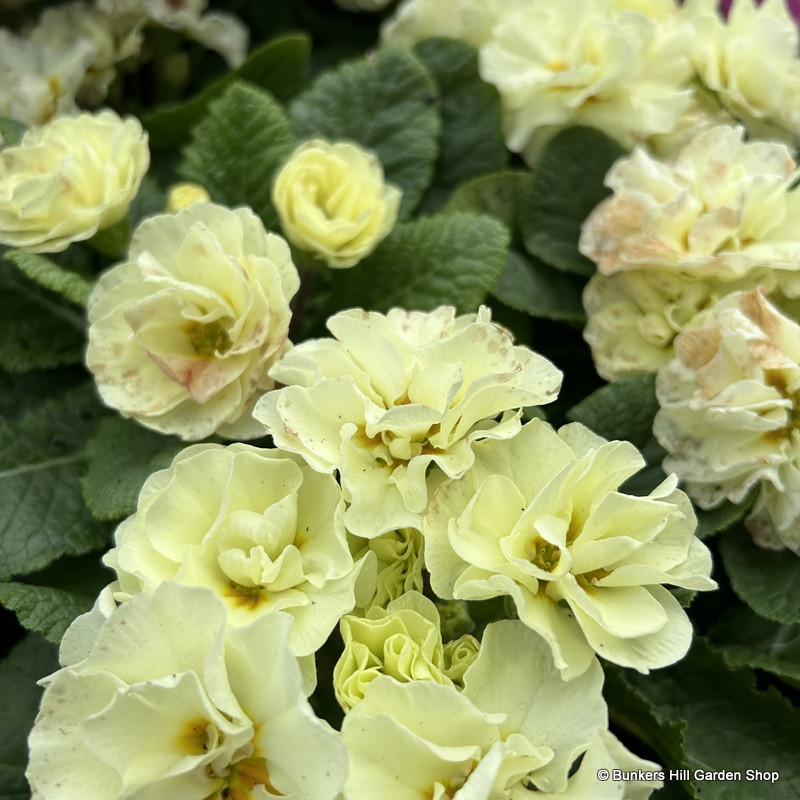 Primrose - double - Bunkers Hill Plant Nursery