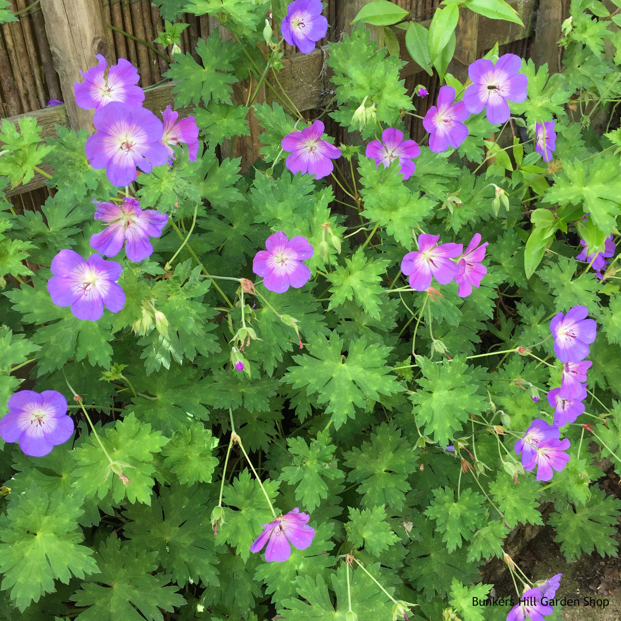 Geranium 'Rozanne' 2L - Bunkers Hill Plant Nursery
