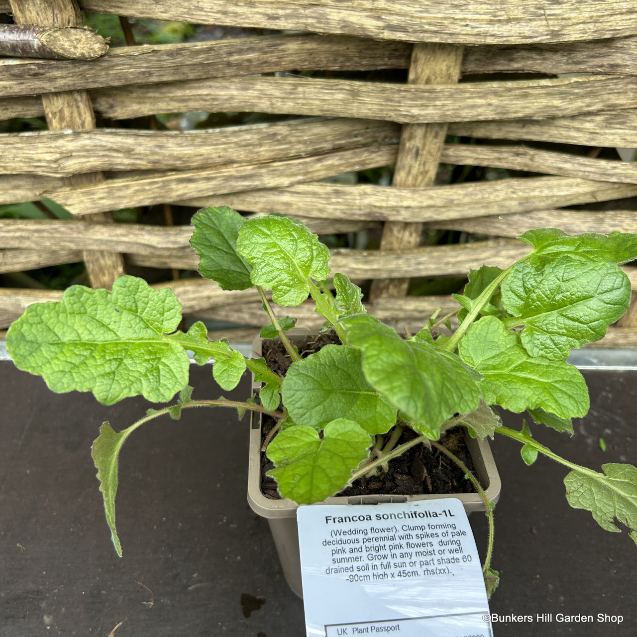 Francoa sonchifolia - 1L - Bunkers Hill Plant Nursery