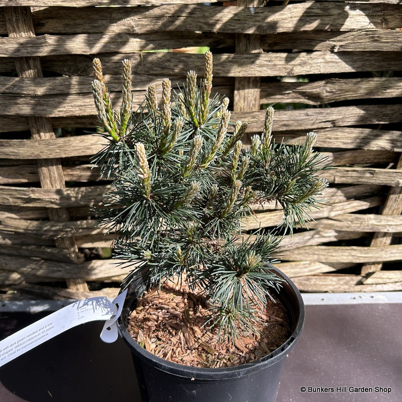 Pinus mugo 'Humpy' 3L - Bunkers Hill Plant Nursery