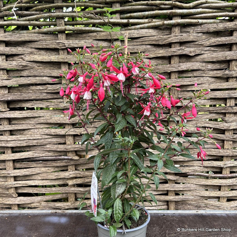 Fuchsia Bella pyramid - Bunkers Hill Plant Nursery