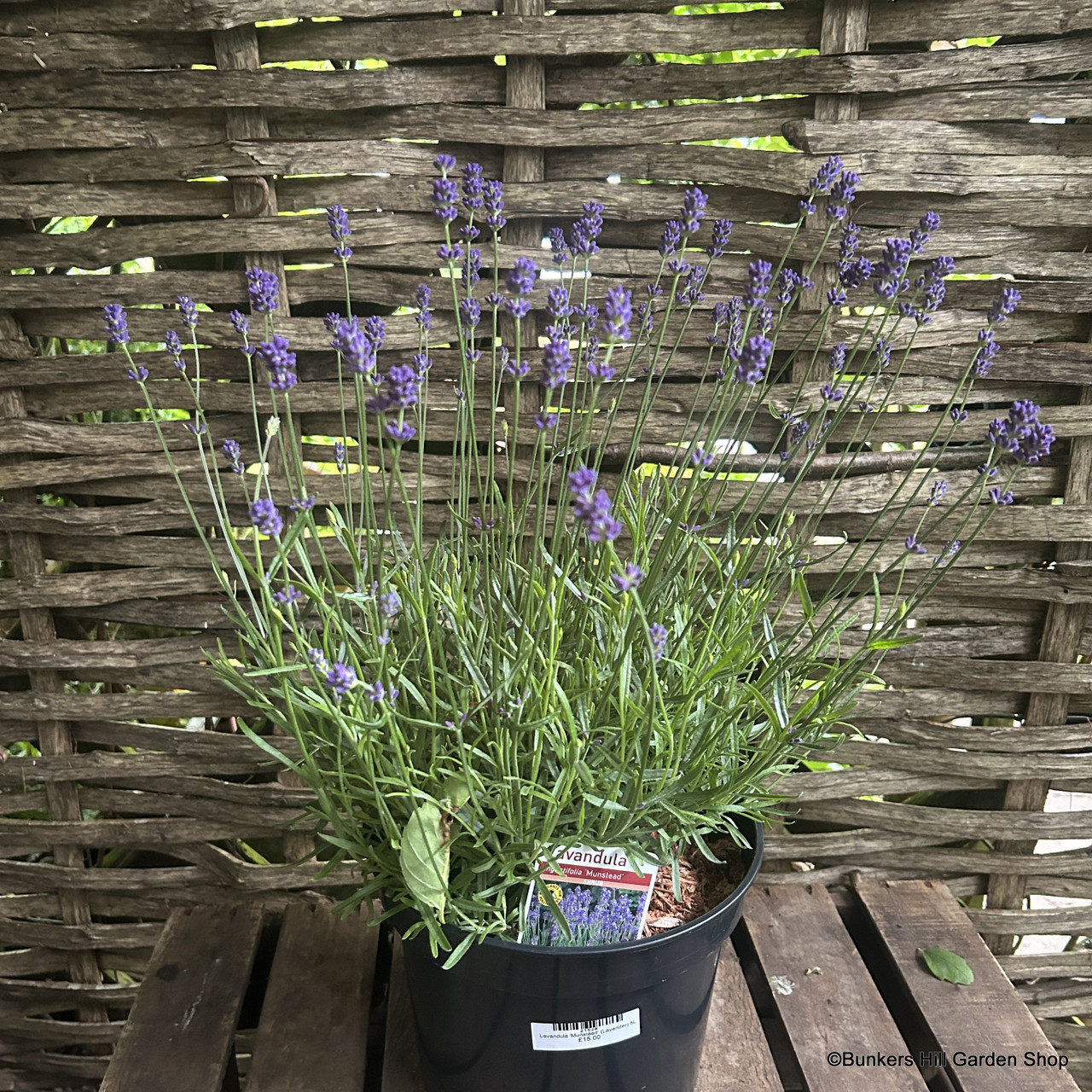 Lavandula 'Munstead' (Lavender) 5L - Bunkers Hill Plant Nursery