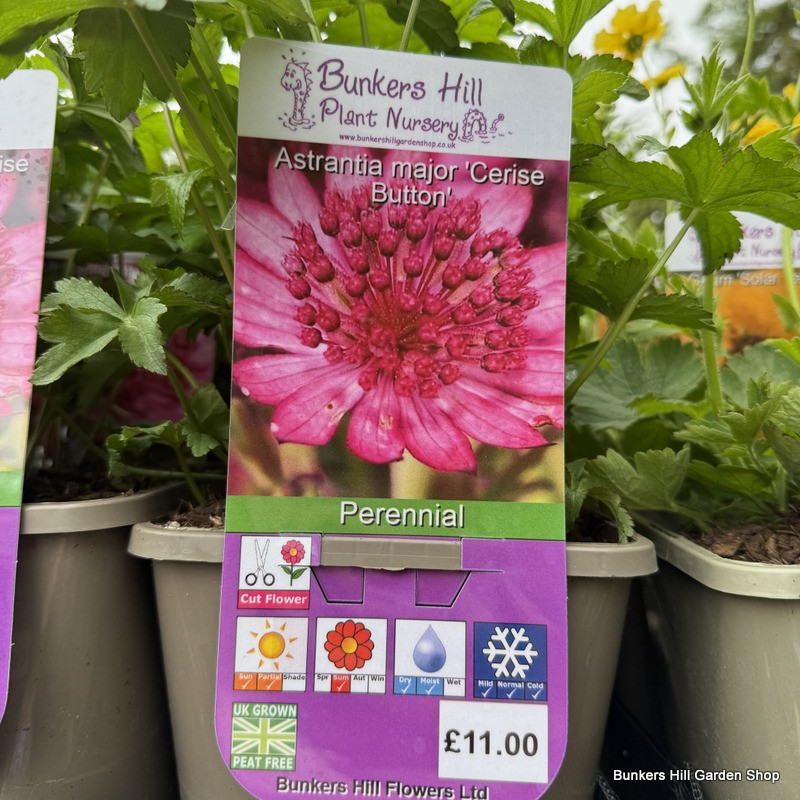 Astrantia major 'Cerise Button' 1ltr pot - Bunkers Hill Plant Nursery
