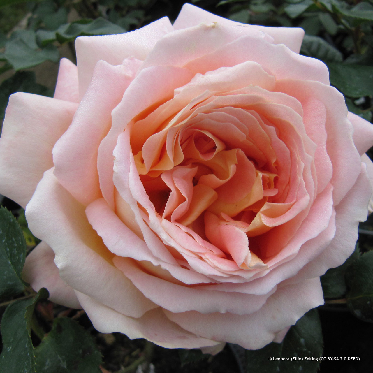 Alpine Sunset - Hybrid Tea Rose - Bunkers Hill Plant Nursery