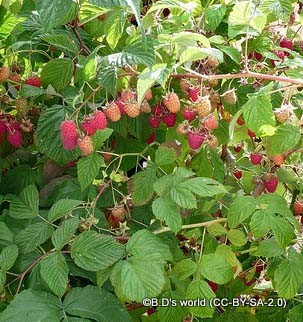 Raspberry 'Glen Clova' - 3 canes - Bunkers Hill Plant Nursery