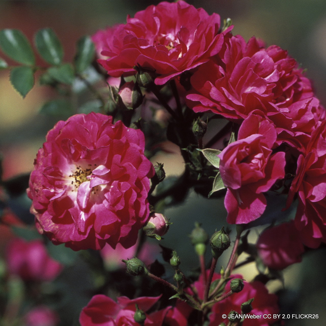 'Excelsa' - Rambling Rose - Bunkers Hill Plant Nursery