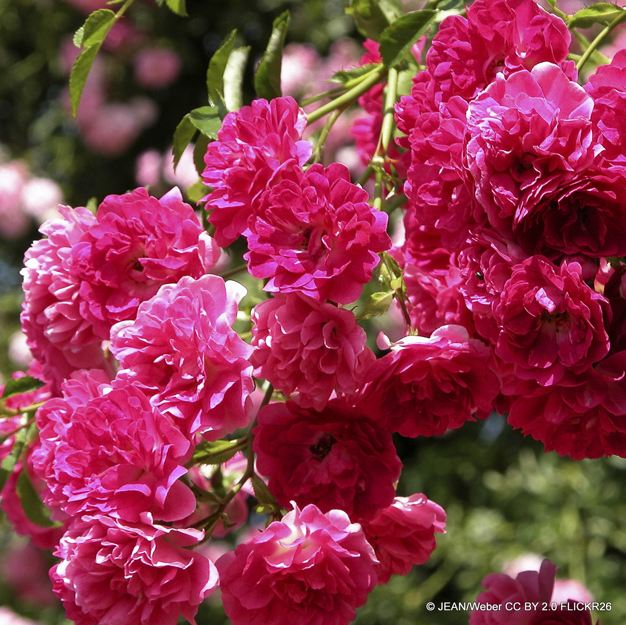 'Excelsa' - Rambling Rose - Bunkers Hill Plant Nursery