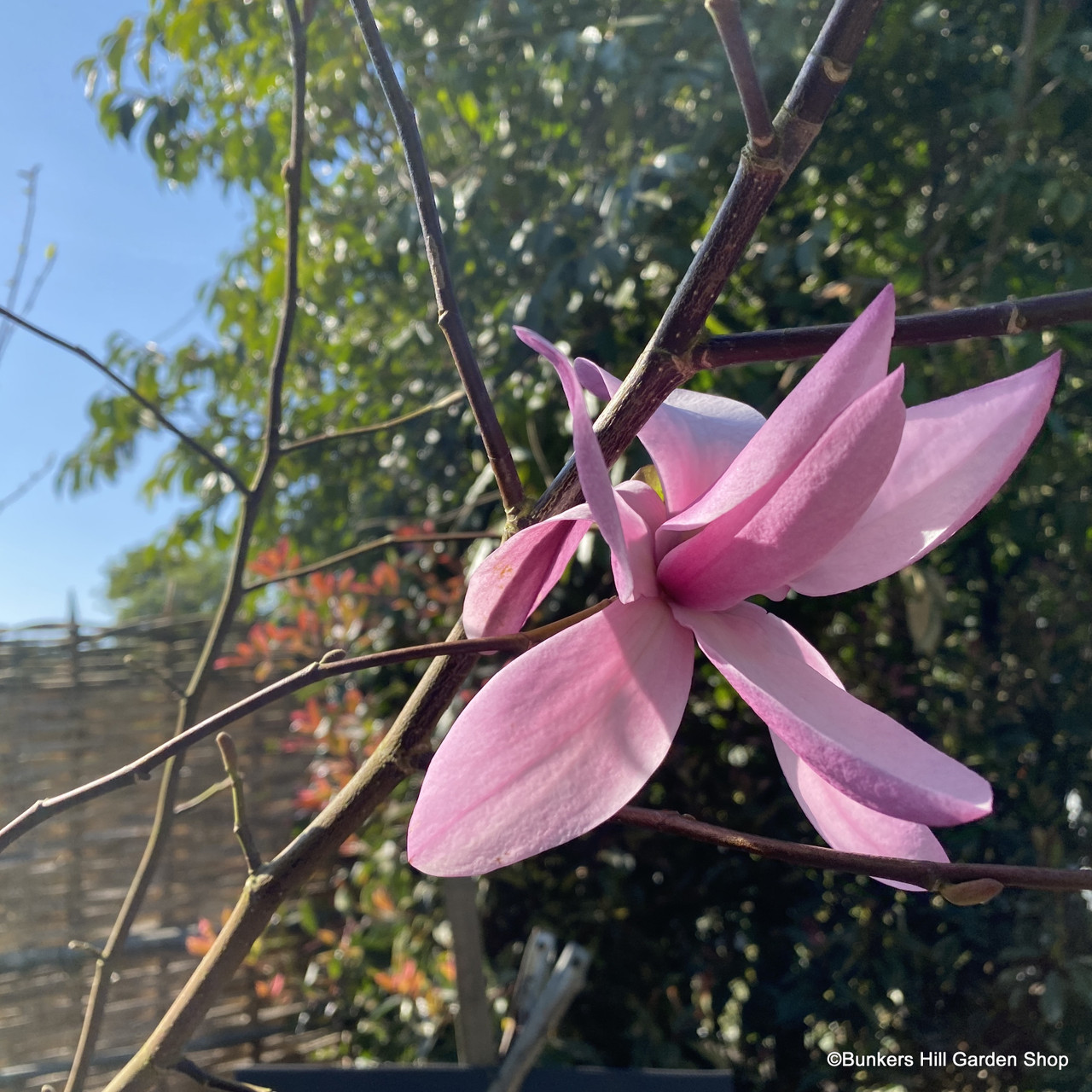 Magnolia 'Galaxy' - Bunkers Hill Plant Nursery