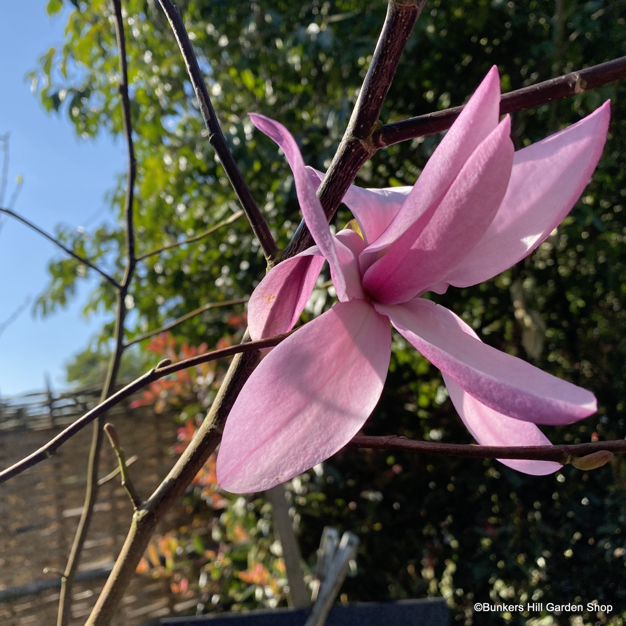 Magnolia 'Galaxy' - Bunkers Hill Plant Nursery
