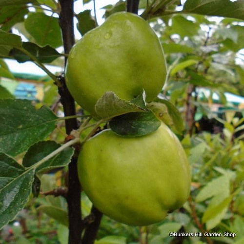 Apple 'Lord Derby' 2-3yr old tree on MM106 rootstock (Potted) - Bunkers ...