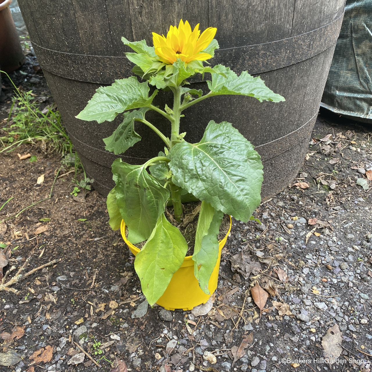 Helianthus (Dwarf Sunflower) - Bunkers Hill Plant Nursery