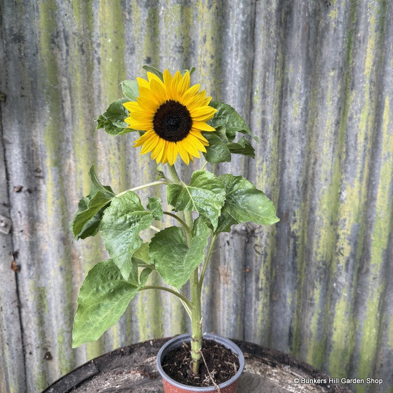 Helianthus (Dwarf Sunflower) - Bunkers Hill Plant Nursery