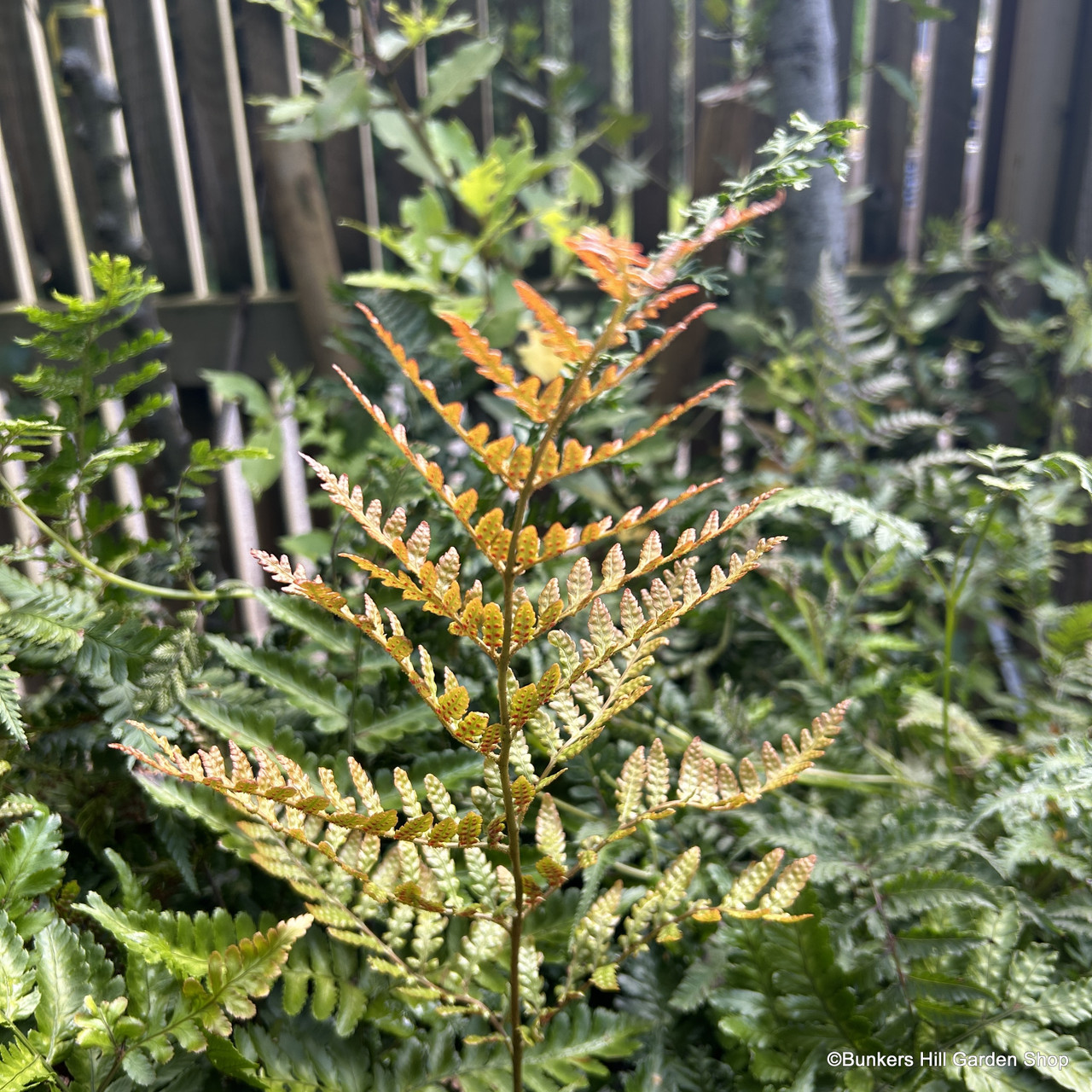Dryopteris eryth. Prolifica 7.5L - Bunkers Hill Plant Nursery