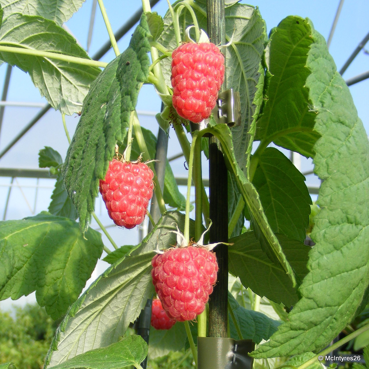 Raspberry 'Malling Admiral' - 3 canes - Bunkers Hill Plant Nursery