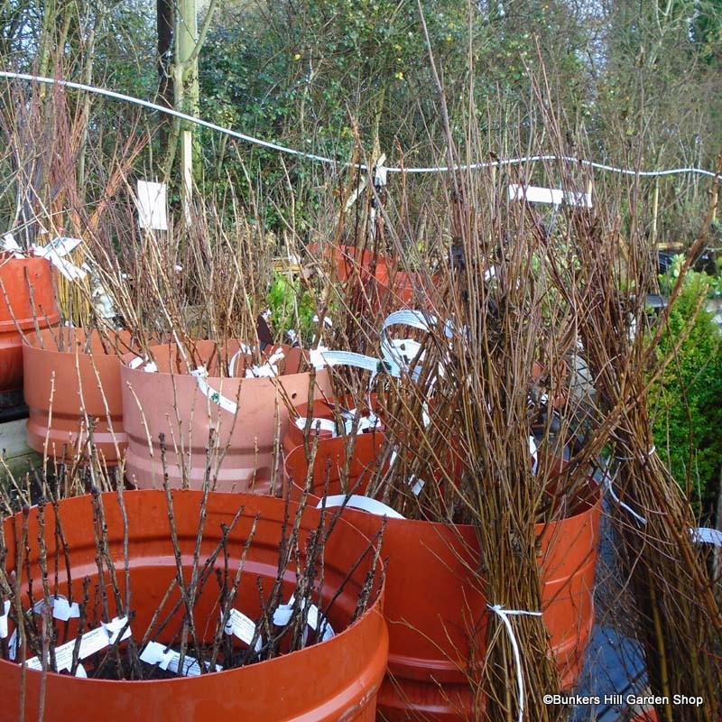 Raspberry 'Glen Lyon' - 3 canes - Bunkers Hill Plant Nursery