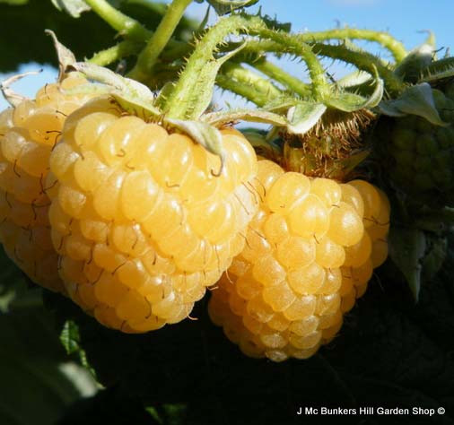 Raspberry 'All Gold' - 3 canes - Bunkers Hill Plant Nursery