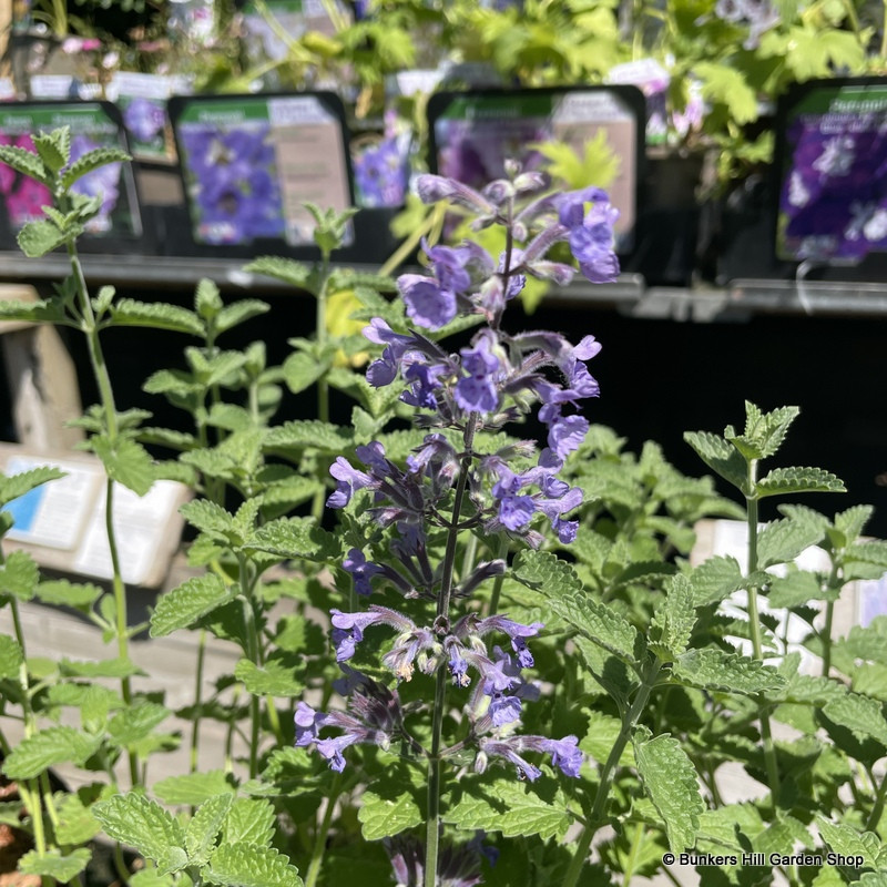Catmint 'Six Hills Giant' (Nepeta) 3ltr pot - Bunkers Hill Plant Nursery