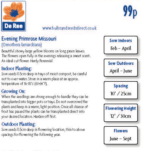 Evening Primrose Seeds - Bunkers Hill Plant Nursery
