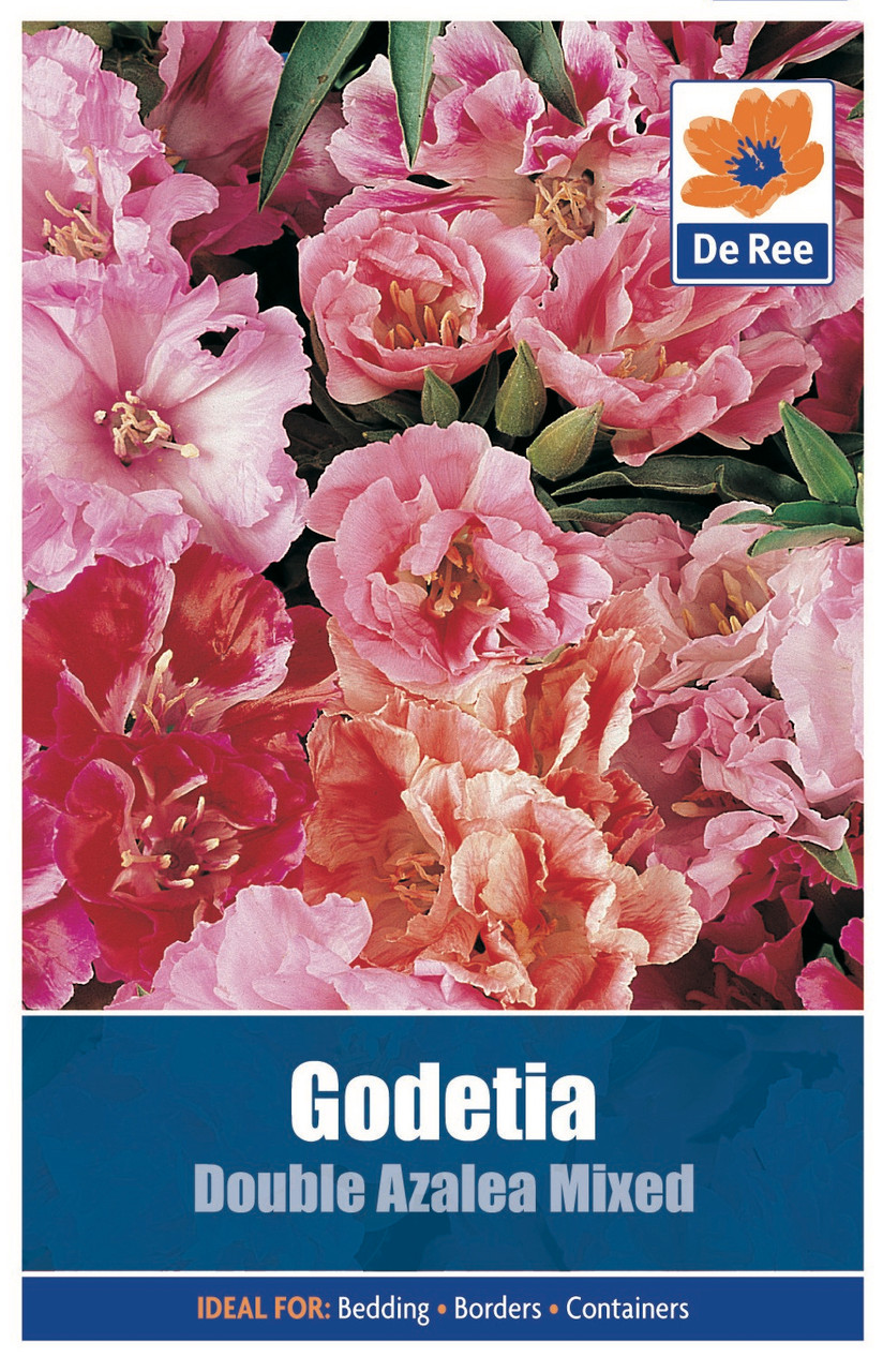 Godetia 'Double Azalea Mixed' Seeds - Bunkers Hill Plant Nursery