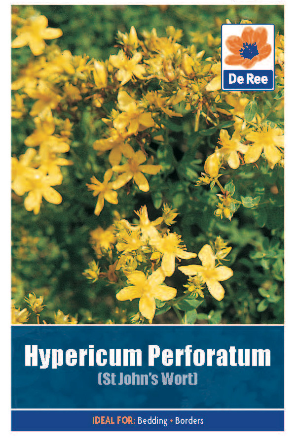 Fruta Hypericum Perforatum