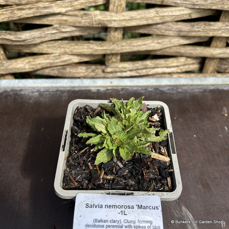 Salvia nemorosa 'Marcus' 1ltr - Bunkers Hill Plant Nursery