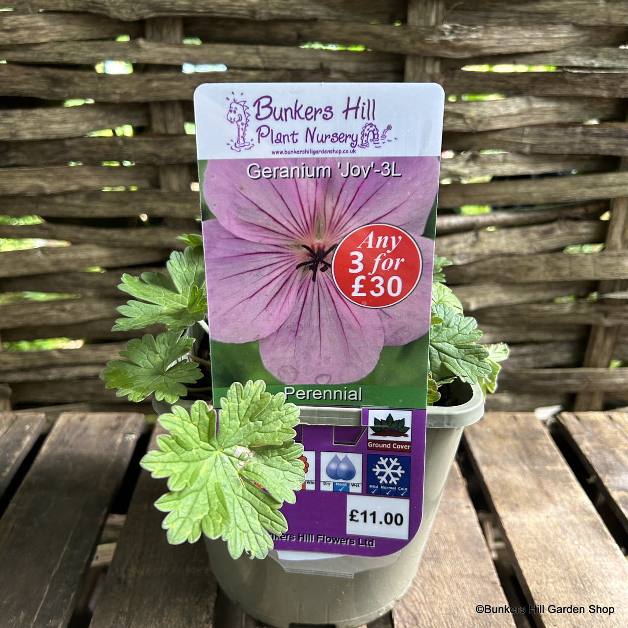 Geranium 'Joy' 3ltr pot - Bunkers Hill Plant Nursery