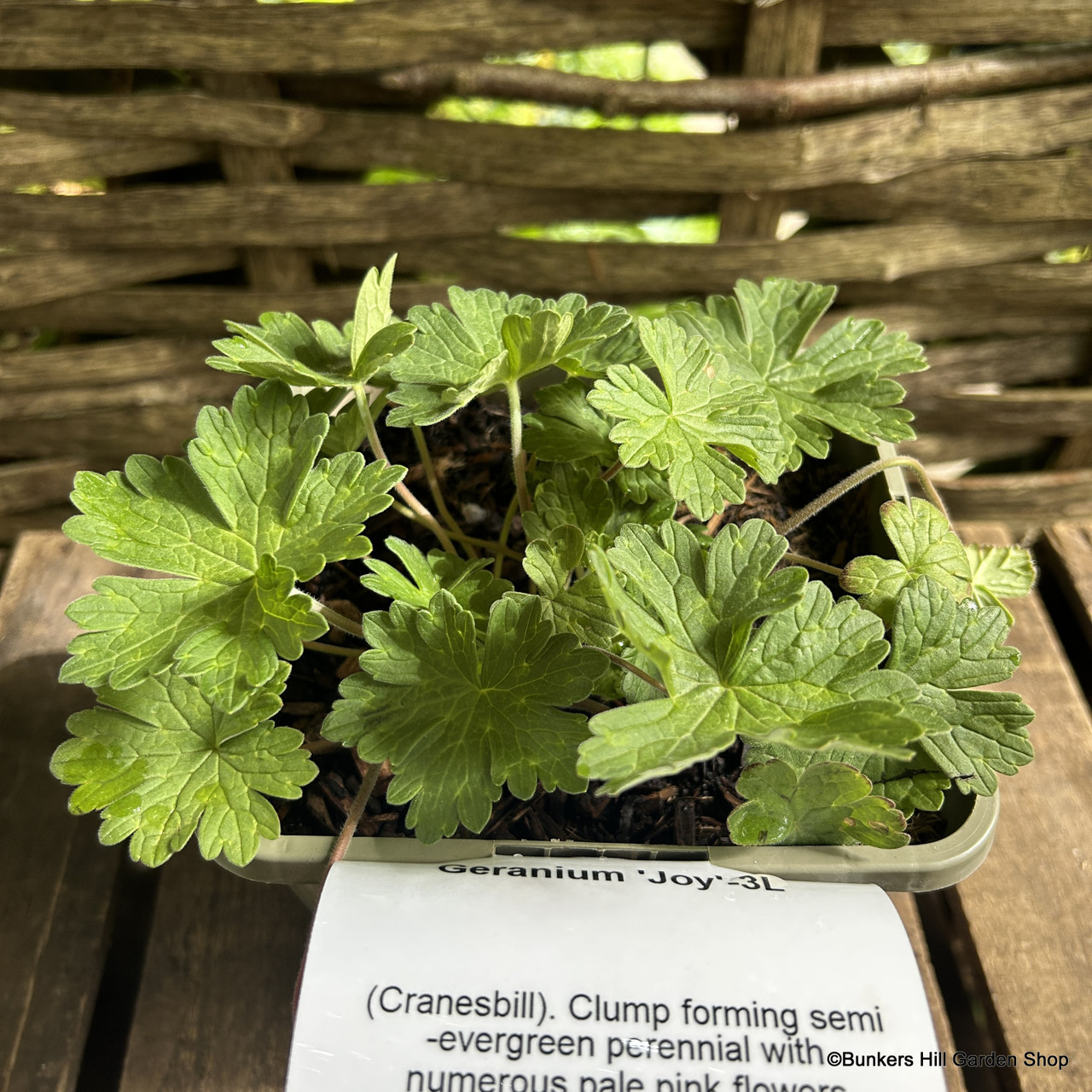 Geranium 'Joy' 3ltr pot - Bunkers Hill Plant Nursery