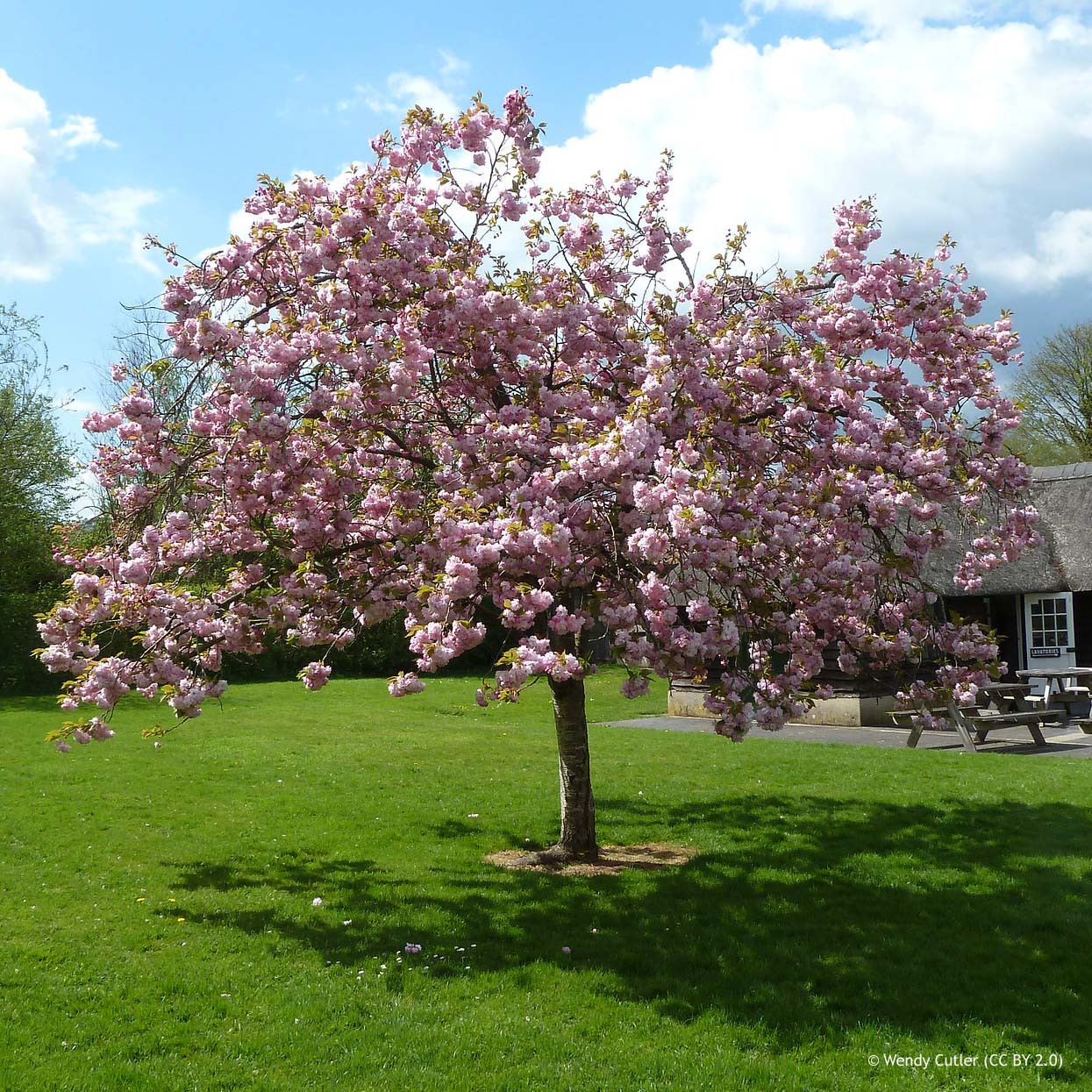 Prunus 'Pink Perfection (Flowering Cherry) - 200/250cm - Bunkers Hill ...