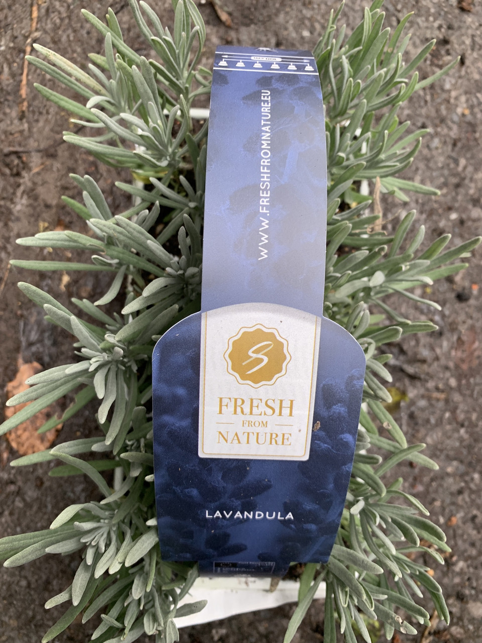 Lavender angustifolia (6 pack) - Bunkers Hill Plant Nursery