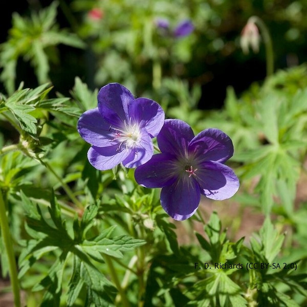 Geranium 'Brookside' - 2ltr - Bunkers Hill Plant Nursery