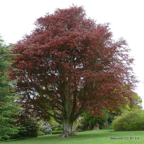 Fagus sylvatica 'Riversii' (Rivers Purple Beech) - 6/8cm - Bunkers Hill ...