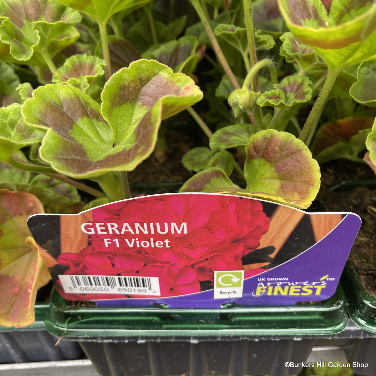 Geranium F1 - 6 Pack - Bunkers Hill Plant Nursery