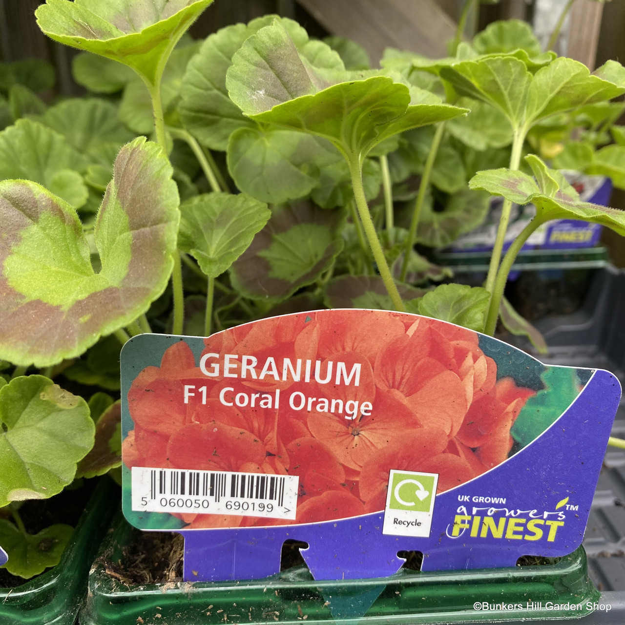 Geranium F1 - 6 Pack - Bunkers Hill Plant Nursery