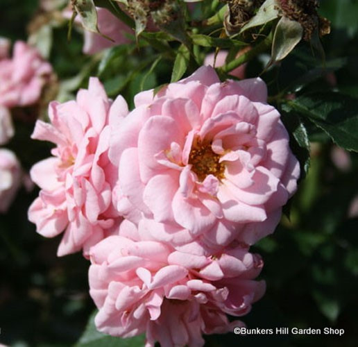 Roses - Patio Roses - Bunkers Hill Plant Nursery