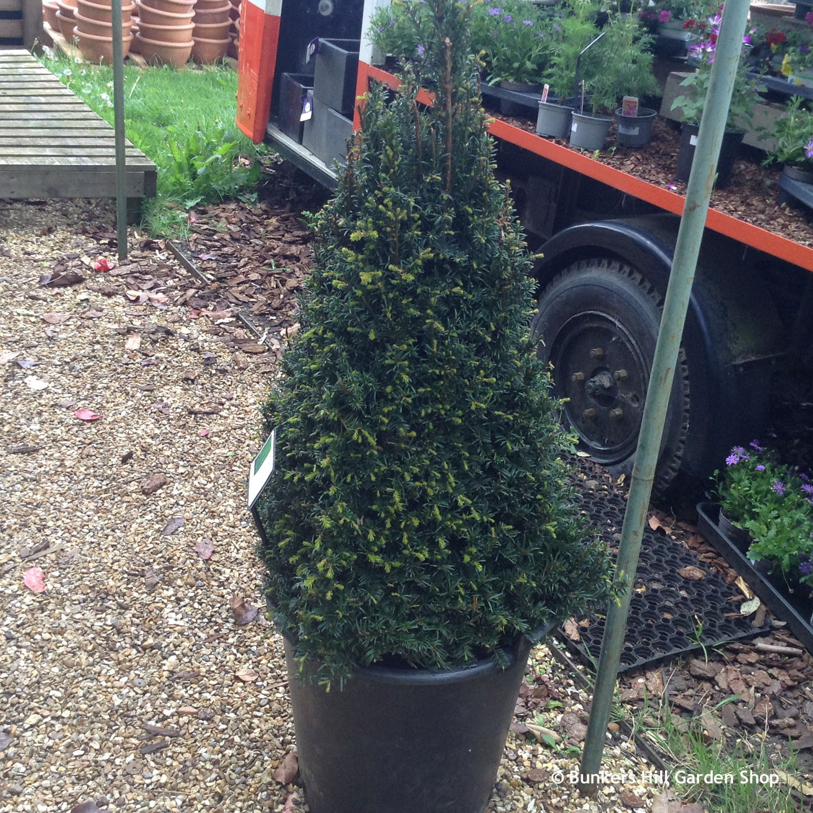 Topiary - Cones & Pyramids - Bunkers Hill Plant Nursery
