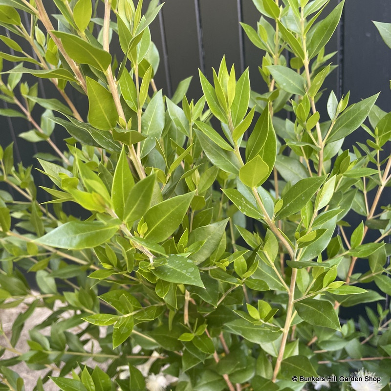 Myrtus communis (Common Myrtle) 30ltr - Bunkers Hill Plant Nursery