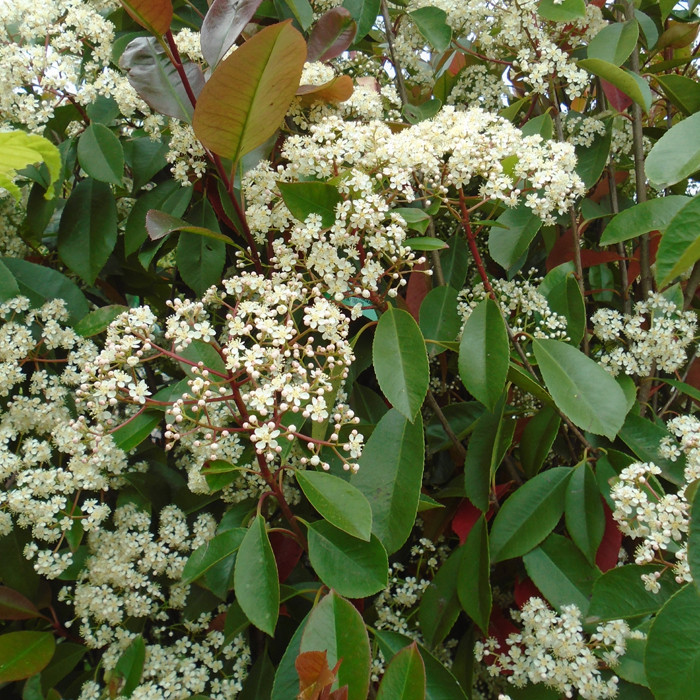 Photinia 'Red Robin' 1.8m trellis (20ltr) - Bunkers Hill Plant Nursery