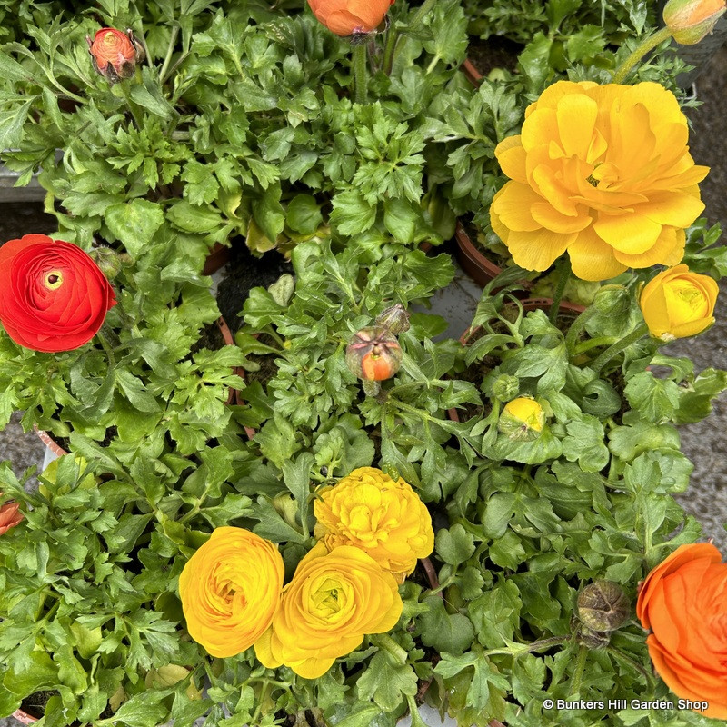 Ranunculus mixed - Bunkers Hill Plant Nursery