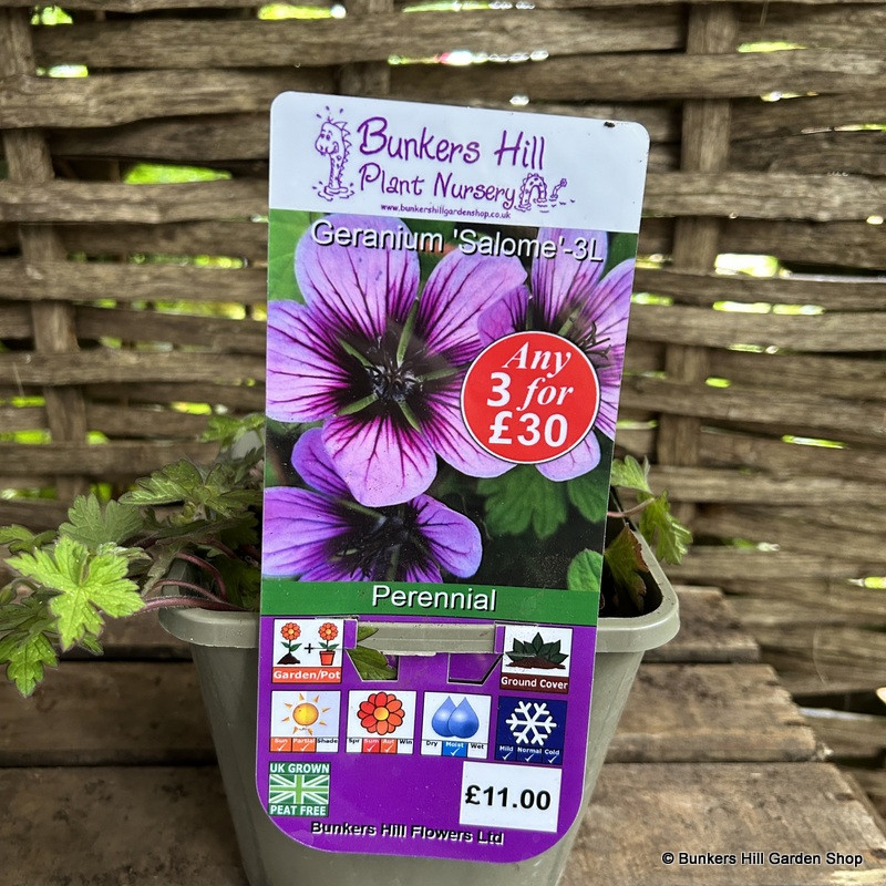 Geranium 'Salome'-3L - Bunkers Hill Plant Nursery