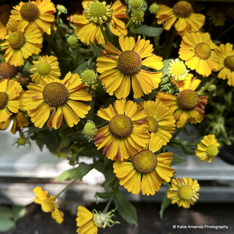 Helenium (Mix) Small - Bunkers Hill Plant Nursery