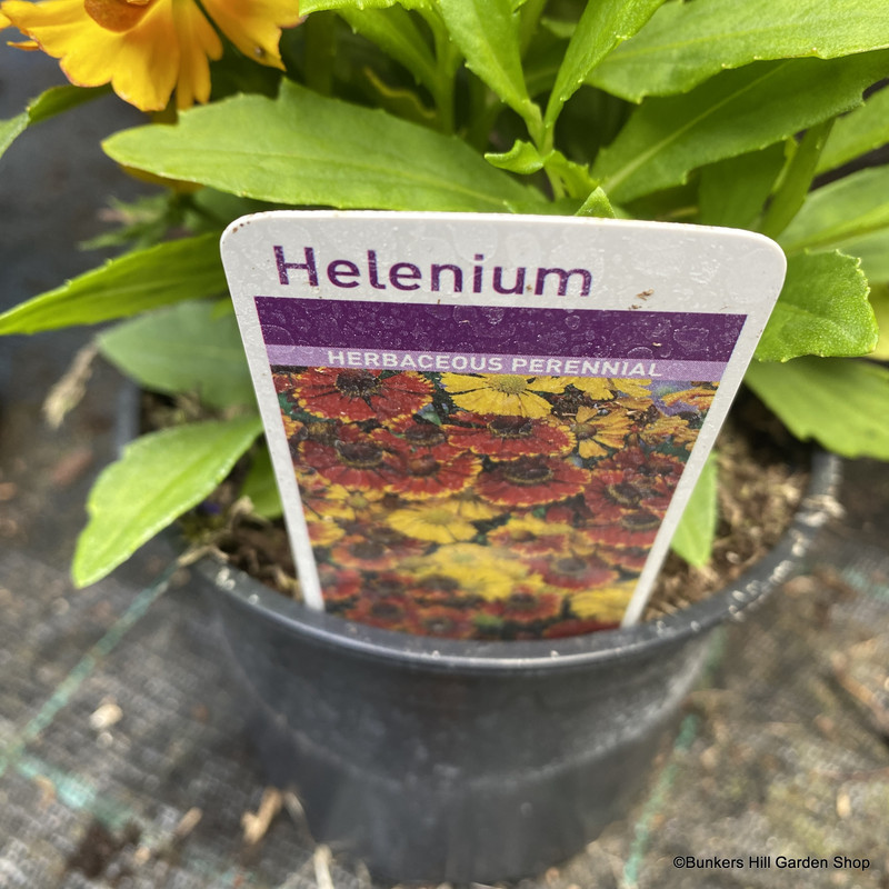 Helenium (Mix) Small - Bunkers Hill Plant Nursery