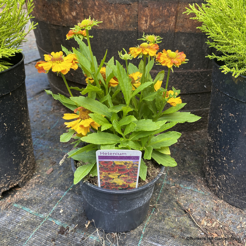 Helenium (Mix) Small - Bunkers Hill Plant Nursery