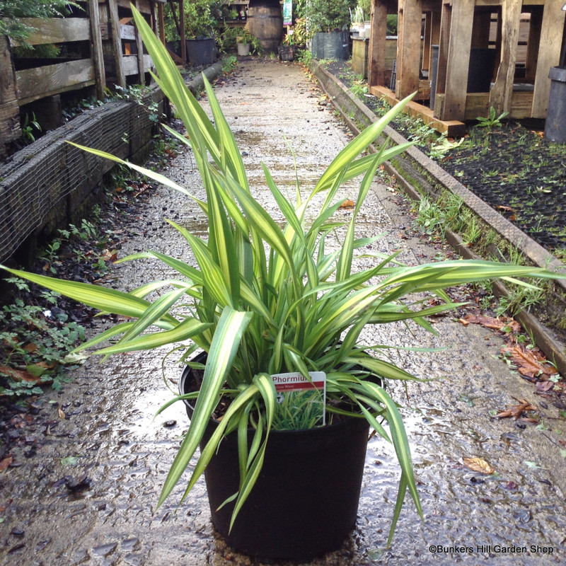 Phormium 'Yellow Wave' 7.5ltr - Bunkers Hill Plant Nursery