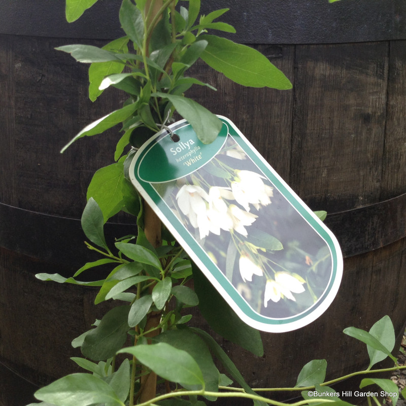 Sollya Heterophylla 'White' - 2ltr deep - Bunkers Hill Plant Nursery
