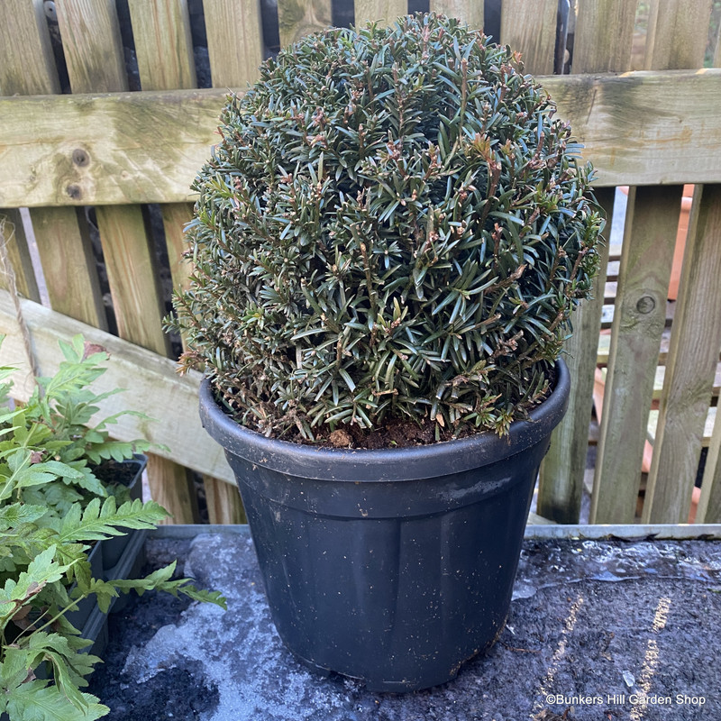 Taxus baccata (Yew) ball 25cm - Bunkers Hill Plant Nursery